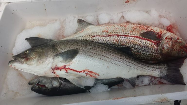 what does pb mean in fishing - Rhode Island Fishing Charters